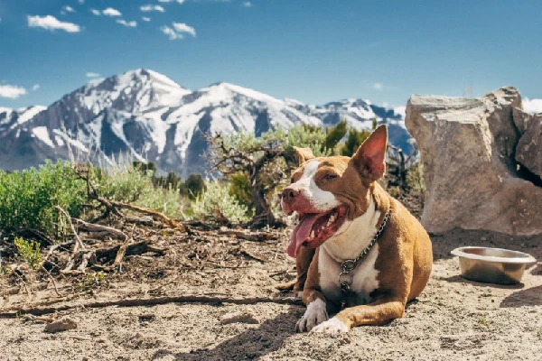 Is Your Dog Overexposed or Under Engaged? - Pet Yeux